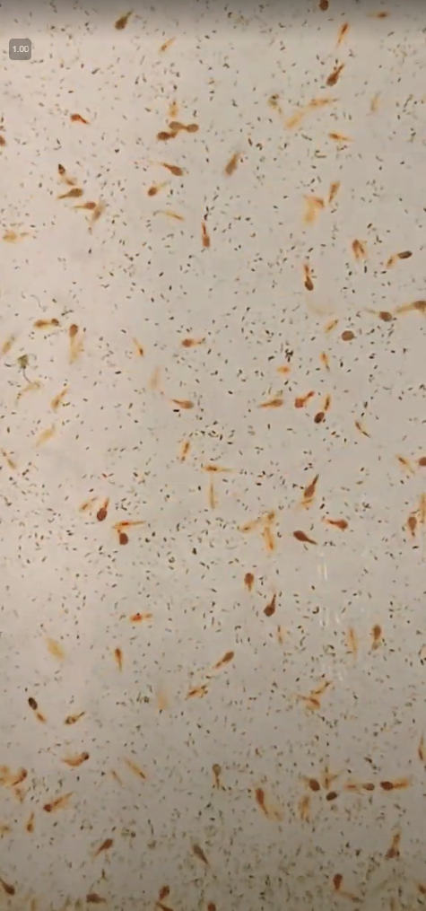 Live Triggers - Tigriopus Californicus Live Copepods - 500 ml – Reef ...